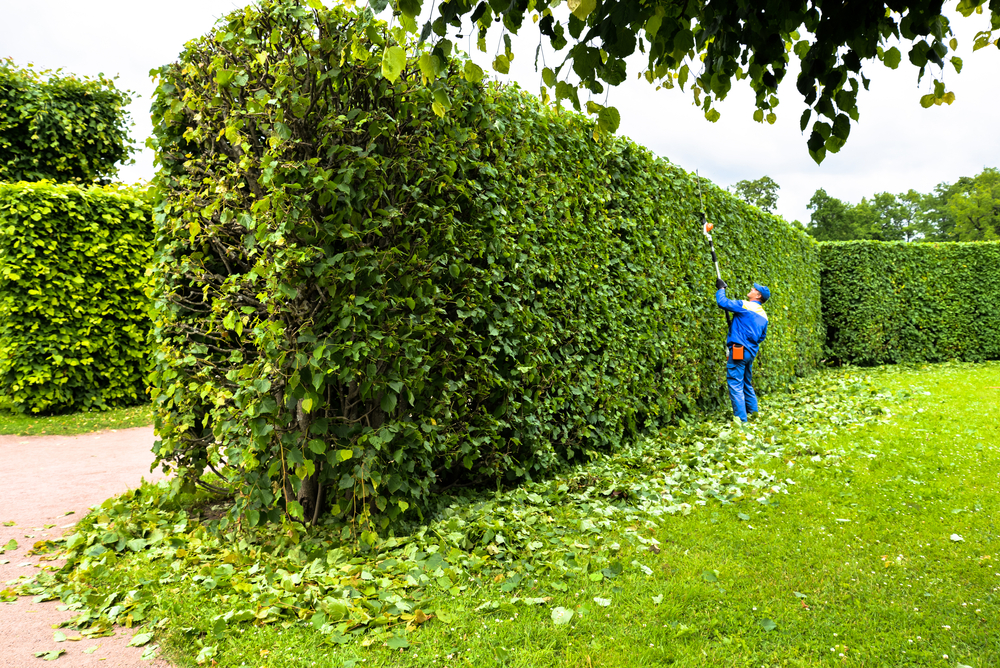 The Hedge